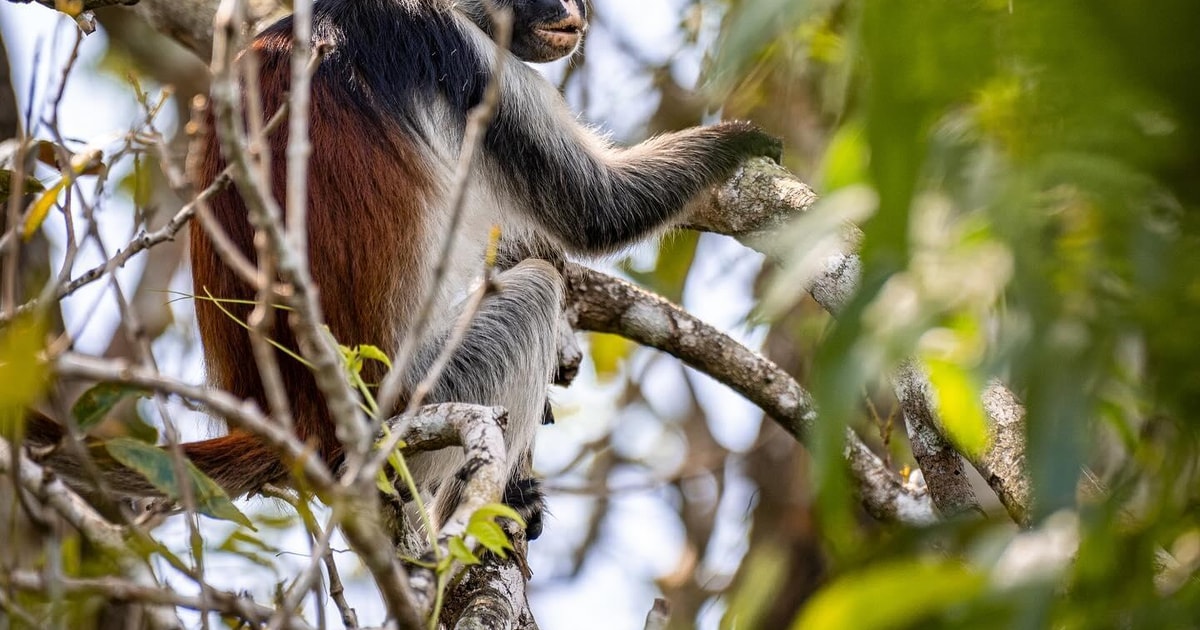 Zanzibar: Jozani Forest, Spice Farm and Stone Town Tour | GetYourGuide