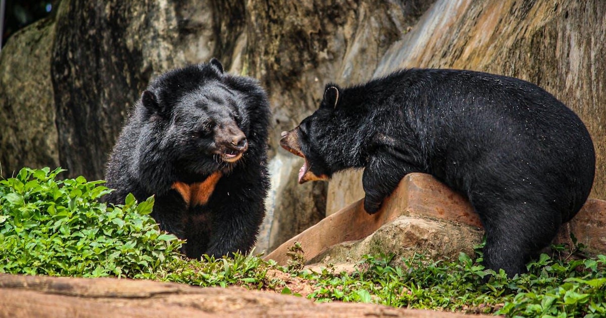 Von Delhi aus: Taj Mahal Sonnenaufgangstour mit Bear Rescue Centre | GetYourGuide