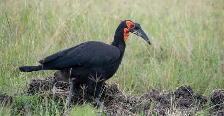 3 Days famous maasai mara safari | GetYourGuide