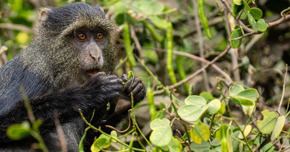 Zanzíbar - (Excursión de un día) Excursión con monos colobos rojos de ...