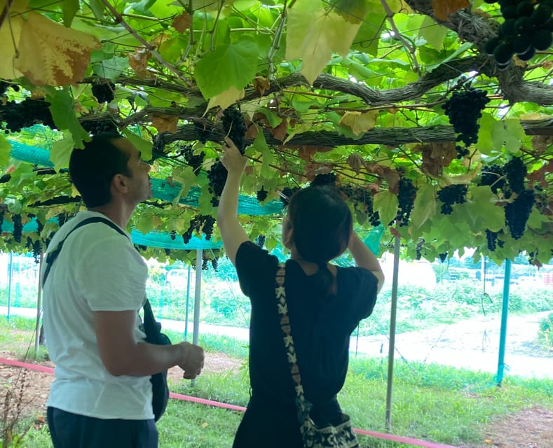 Mt. Fuji, Panoramic Ropeway & Seasonal Fruits Picking | GetYourGuide