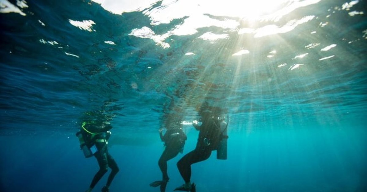Sídney: Descubre el buceo en la playa más icónica de Australia ...