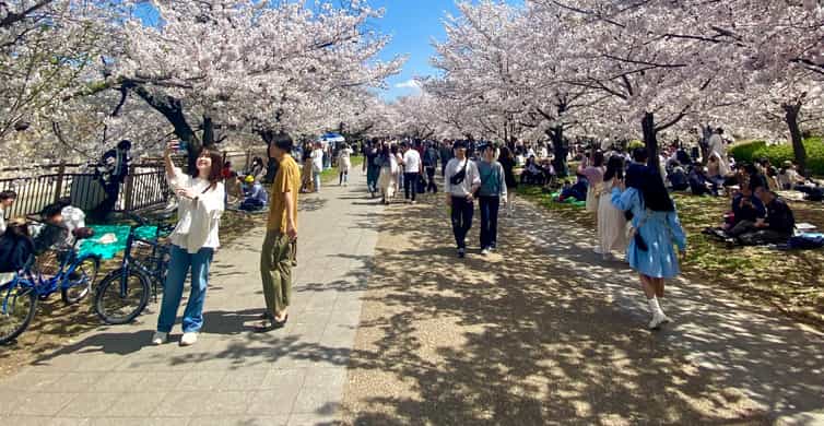 Osakan parhaat: Kirsikankukka, linna ja kulttuuri yhdellä retkellä ...