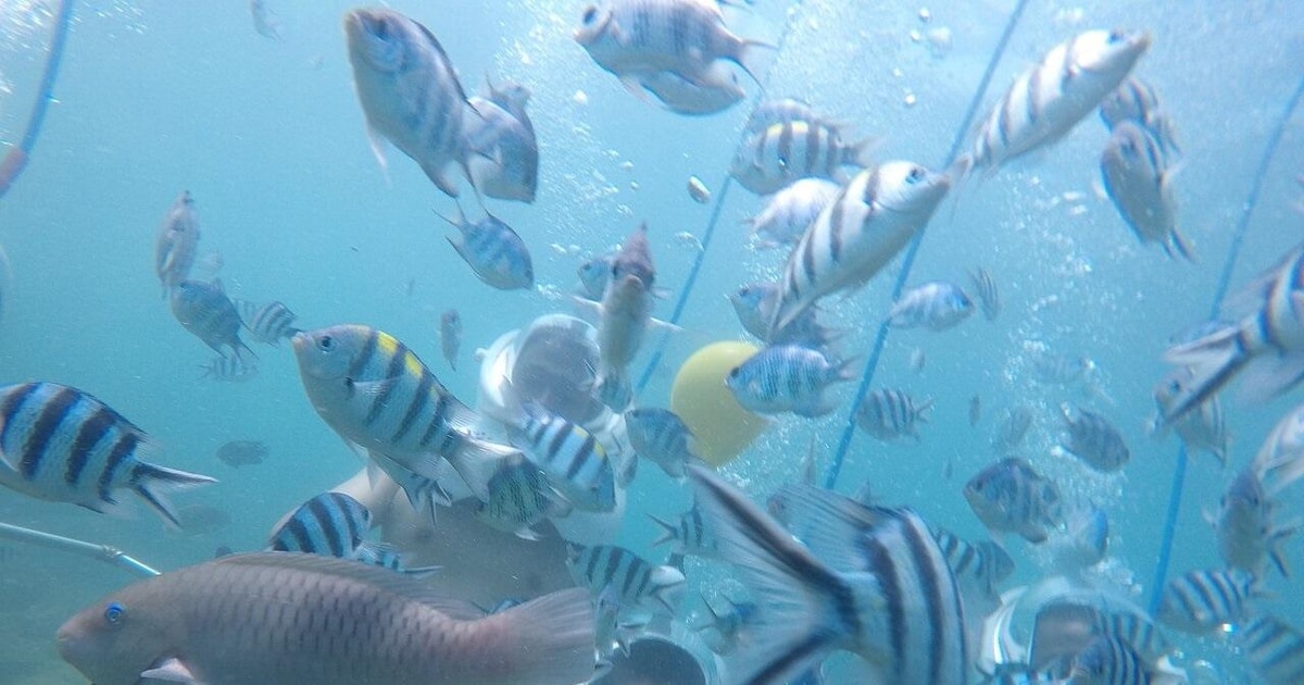Cham Islands: Experience underwater Snorkeling excursion | GetYourGuide