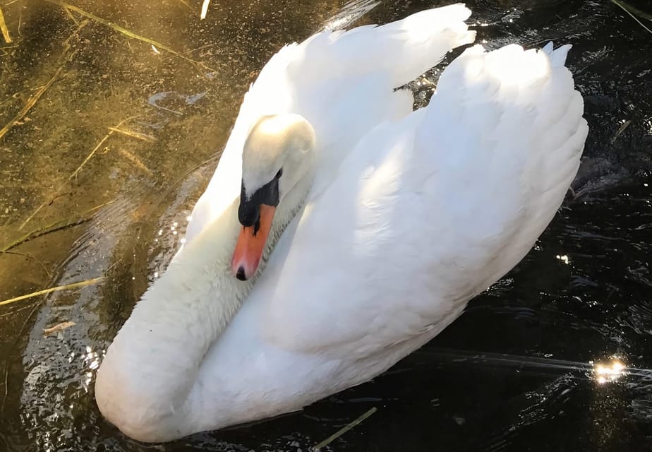 The Limestone Heritage Park and Gardens (Entry Ticket) | GetYourGuide