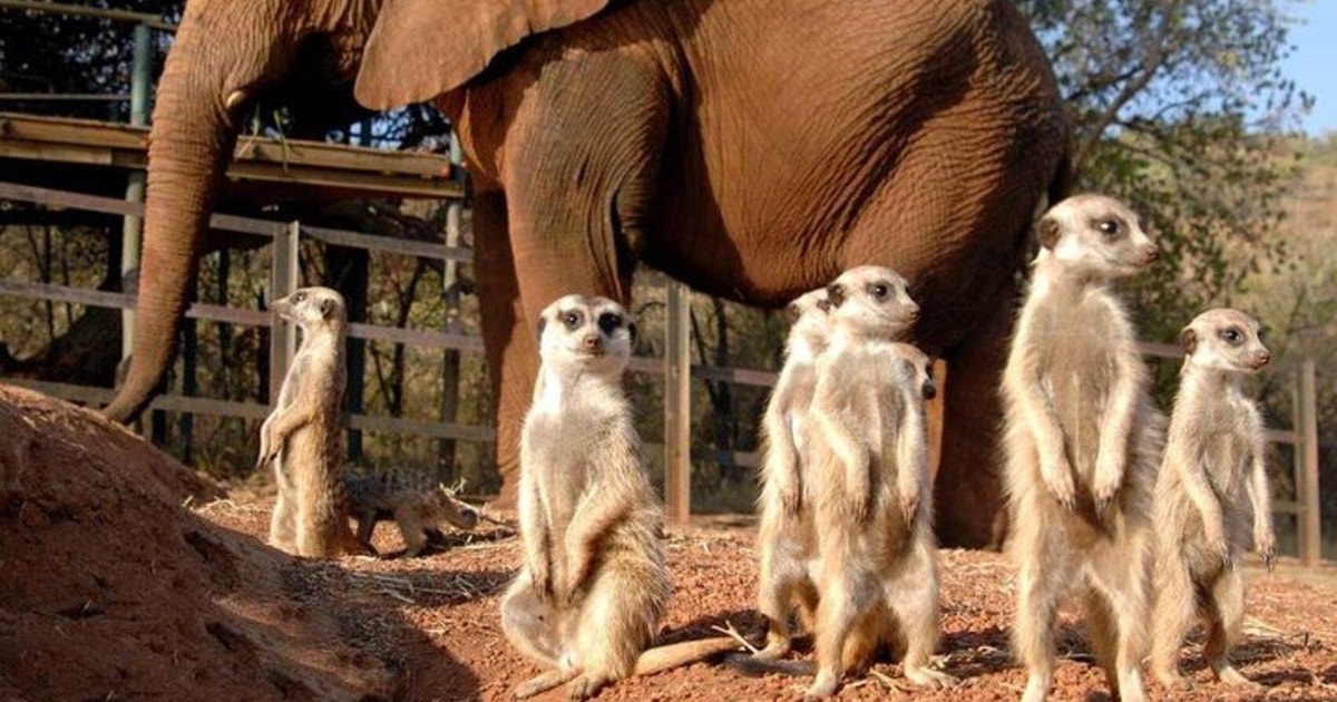 Elephant Sanctuary Sanctuary Experience | GetYourGuide