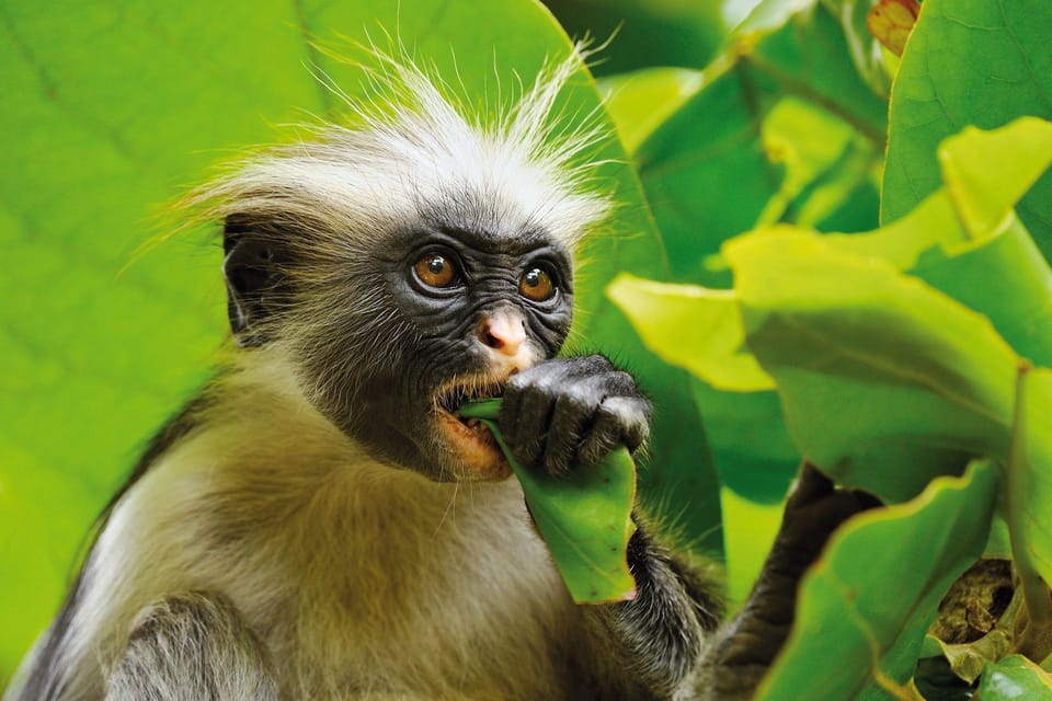 Cooking Class Tour, Jozani Forest Tour, The Rock Dinner | GetYourGuide