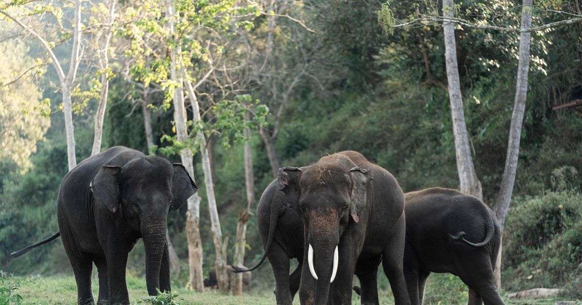 Mahout Program | GetYourGuide