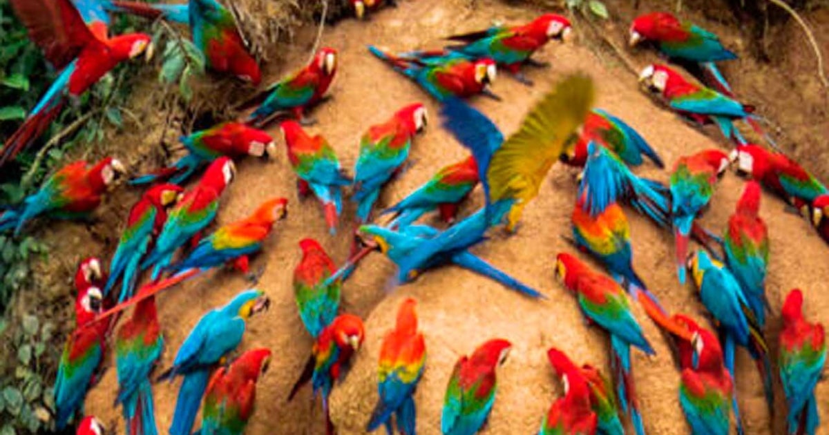Excursión a la Collpa de Guacamayos | 3 Días | GetYourGuide