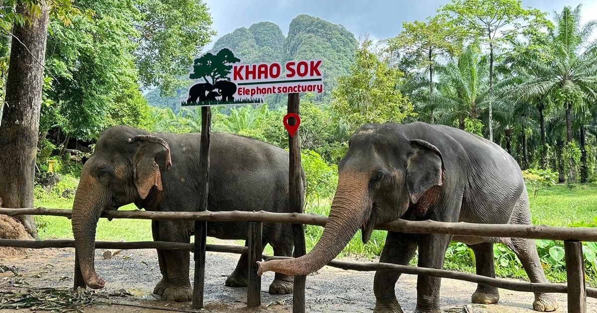 Khao Sok: Ethical Elephant Experience & Nature Walk | GetYourGuide