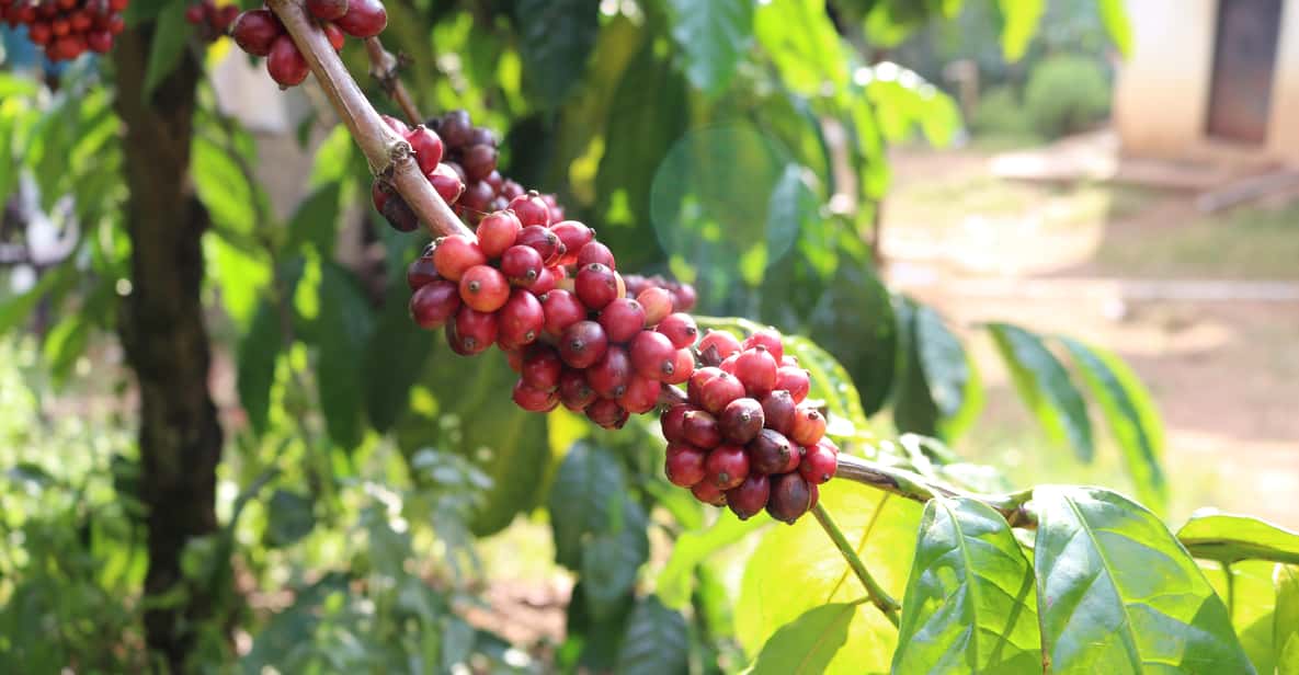 Coorg: Mercara Gold Estate Coffee/Spice Farm and Museum Tour | GetYourGuide