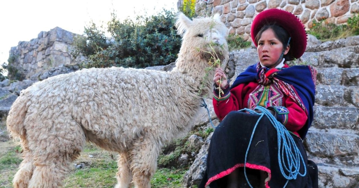 Cusco: Alpaca Therapy + Healing with Clay - Lunch - Private | GetYourGuide