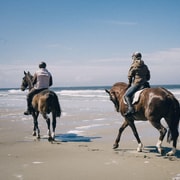 Rocha: Ocean and Ancient Gullies Horseback Ride - 2026 (Verified Reviews)