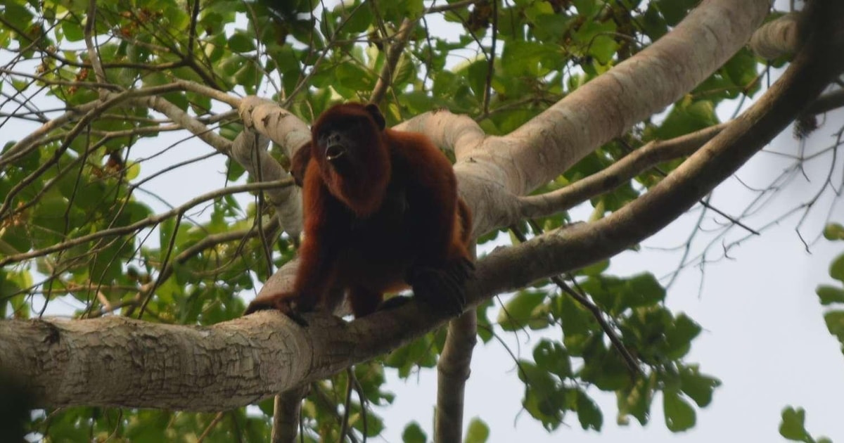 CANDAMO MAMMALS EXCURSION 5D/4N | GetYourGuide