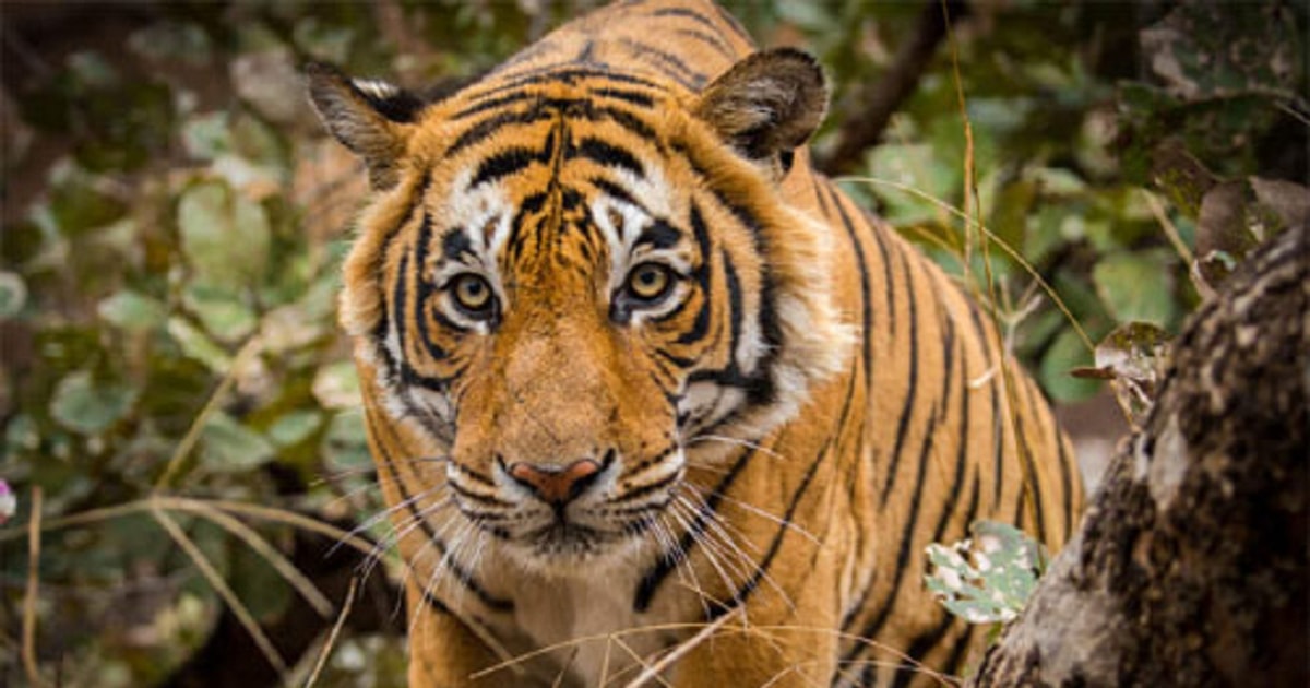 Wycieczka do Złotego Trójkąta z Ranthambore Safari 6D/5N | GetYourGuide