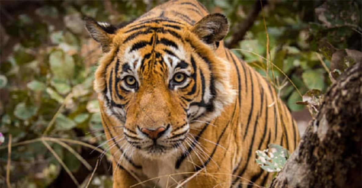 Ranthambore Safari ile Altın Üçgen Turu 6D/5N | GetYourGuide