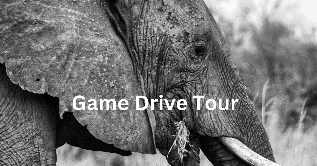 Victoria Falls: Game Drive Tour | GetYourGuide
