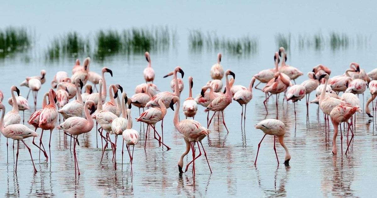 Safari de 3 jours dans le parc national du lac Nakuru | GetYourGuide