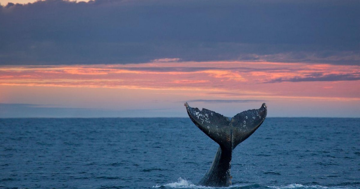 Avvistamento balene a La Paz – Incontro con le balene grigie | GetYourGuide
