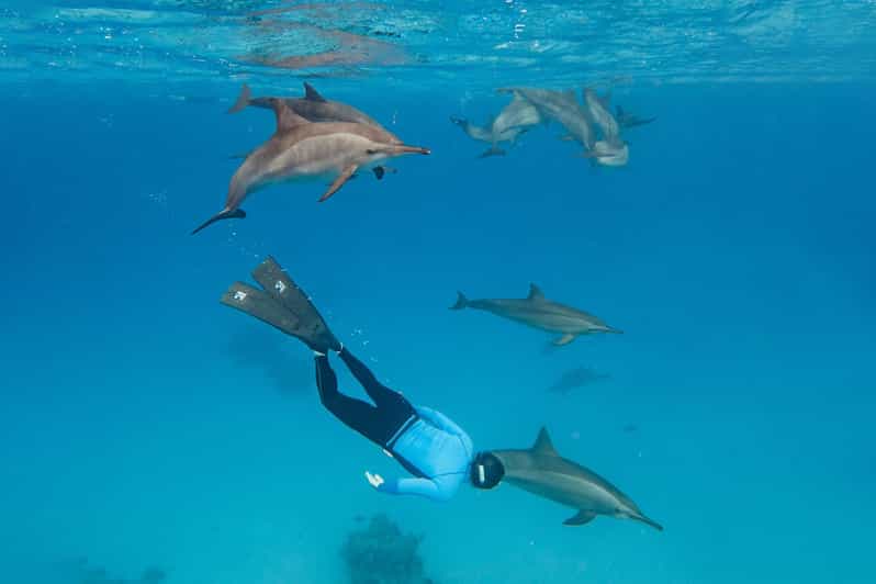 Marsa Alam: Dolphin House Samadai Reef Boat Snorkeling Trip | GetYourGuide