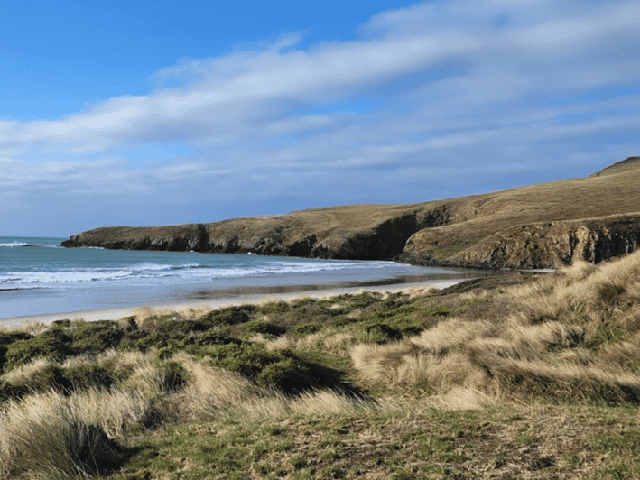 Dunedin: Wildlife and Penguin Tour | GetYourGuide