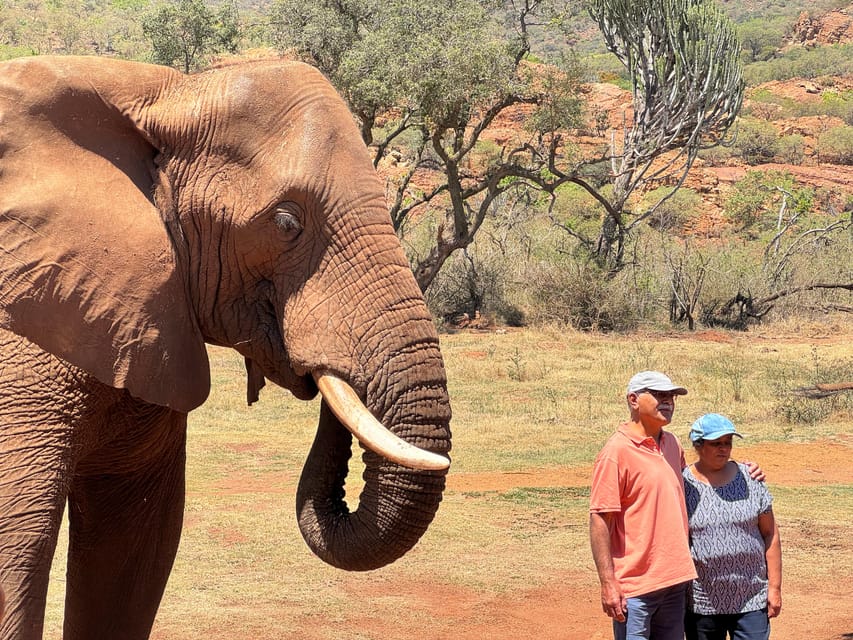 Elephant Sanctuary Tour from Johannesburg | GetYourGuide