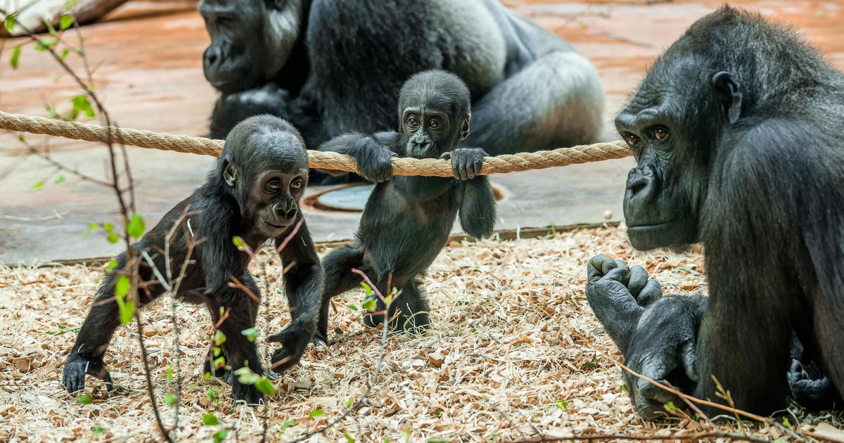 Prager Zoo: Ticket ohne Anstehen Einlass ohne Anstehen | GetYourGuide