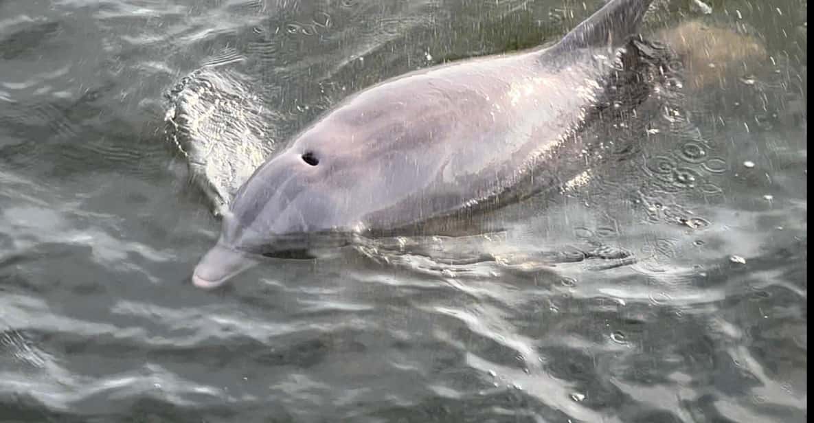 Private Dolphin Sightseeing Tour for up to 6, Pensacola Bch | GetYourGuide