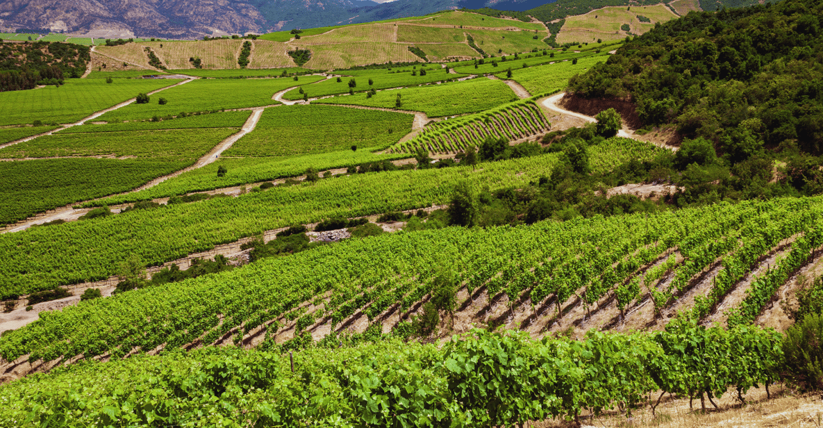 CONCHA Y TORO WINERY - TOUR : CHILE | GetYourGuide