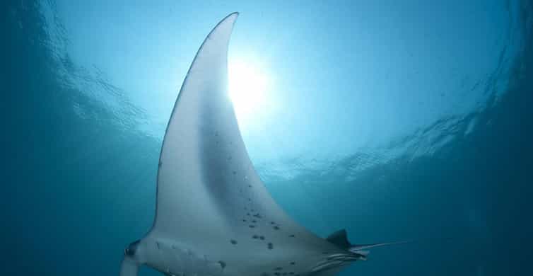 Nusa Penida Island: Manta Point Snorkeling Tour by Boat | GetYourGuide