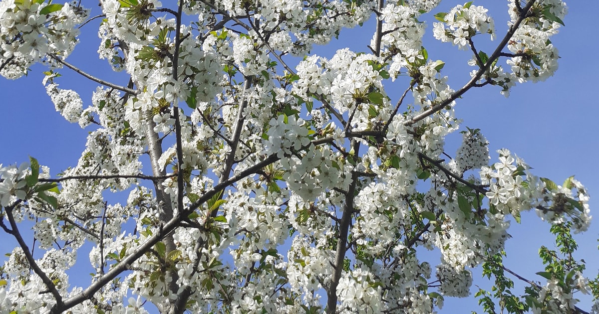 Poiana Winery / Ulmu / Ialoveni : excursie si degustarea | GetYourGuide