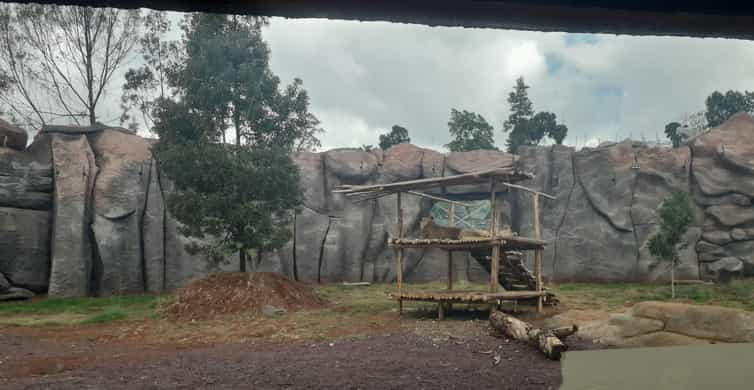 Addis Ababa AFull day experience history culture &local acti | GetYourGuide