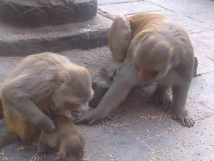 Kathmandu: Monkey Temple and Chandragiri Cable Car Ride Tour | GetYourGuide