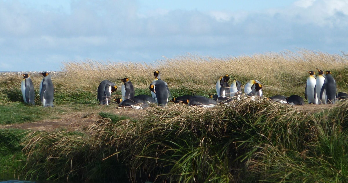 King Penguin Park, Full Day Tour | GetYourGuide
