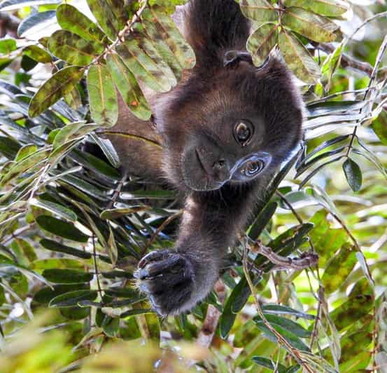Palo Verde: Tempisque River Wildlife Safari with Lunch | GetYourGuide