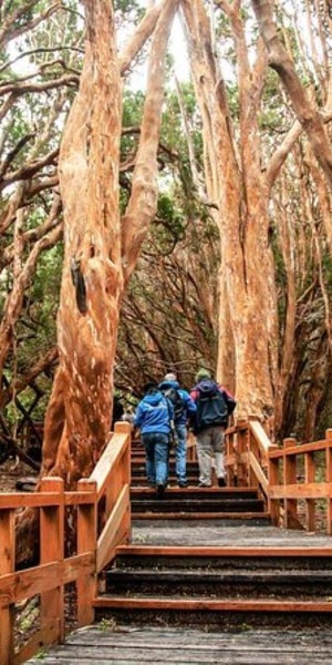 Bariloche: Arrayanes Forest and Victoria Island Tour | GetYourGuide