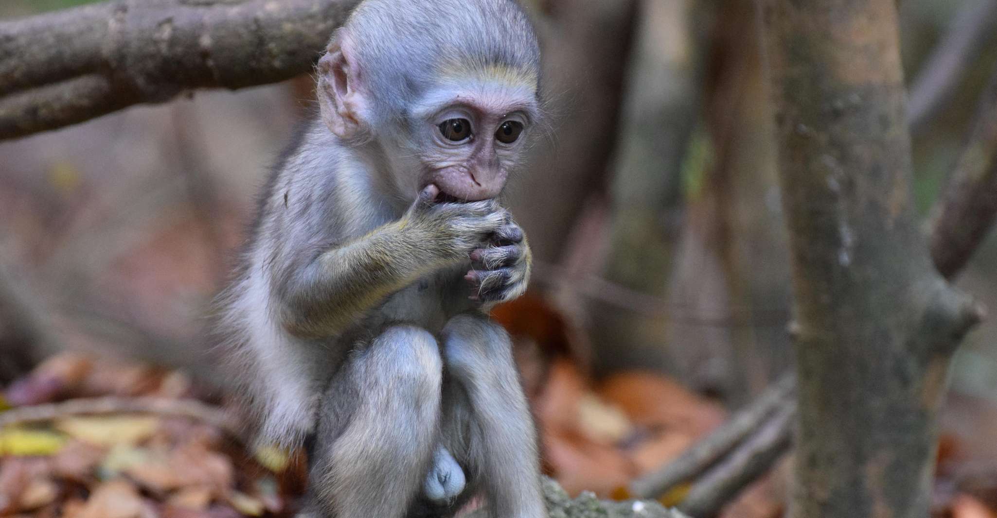 Barbados Surf & Turf | Tagesausflug in Bridgetown