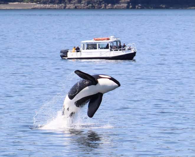 Lopez Island: Whale & Orca Boat Tour | GetYourGuide