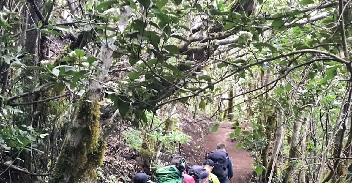 Teneriffa: Anaga, Bosque Mágico, Reserva Biosfera: Senderismo Anaga ...