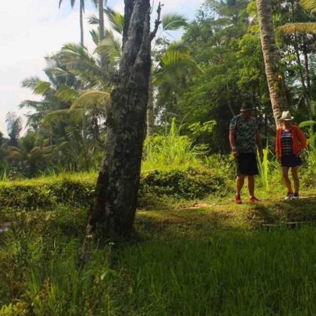 From Ubud: Evening Firefly Tour in Taro Village | GetYourGuide