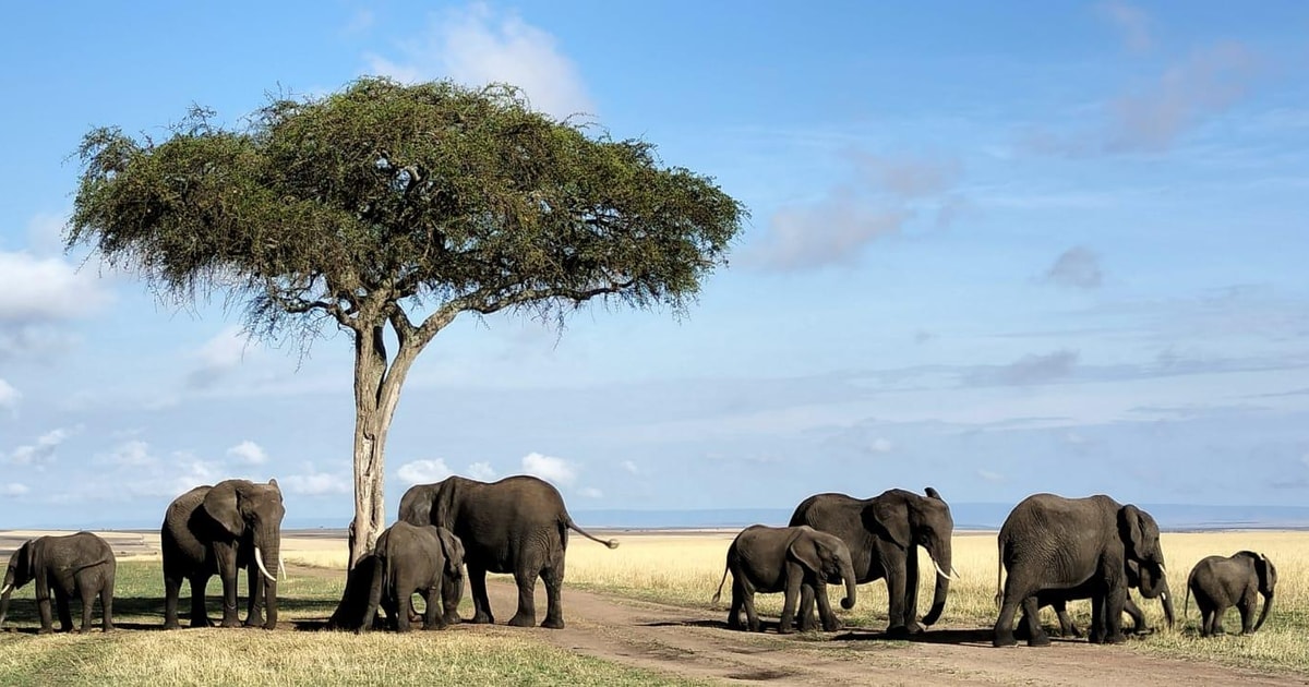 Maasai Mara: 3 Day Private Wild Safari Expedition | GetYourGuide
