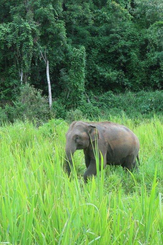 Chiang Mai: 2-Day Jungle Trek with Elephant Farm & Raft Ride | GetYourGuide