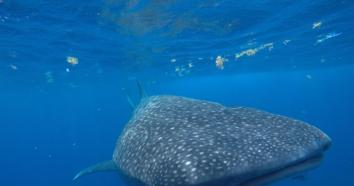 Playa del Carmen: WHALE SHARK TOUR in Riviera Maya | GetYourGuide