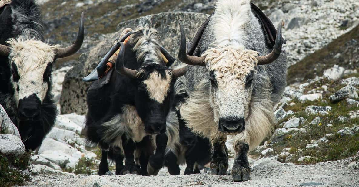 Everest Panorama Trek - Nature's Grandeur in Every Step | GetYourGuide