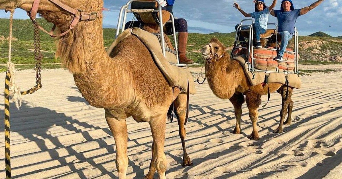 Paseo en camello por la playa de Migrino con comida, fotos y bebidas ...