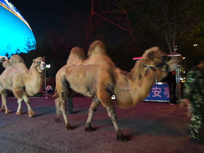 Ruta de la Seda de Xi'an: Legend of Camel Bell Show Ticket c/Traslado ...