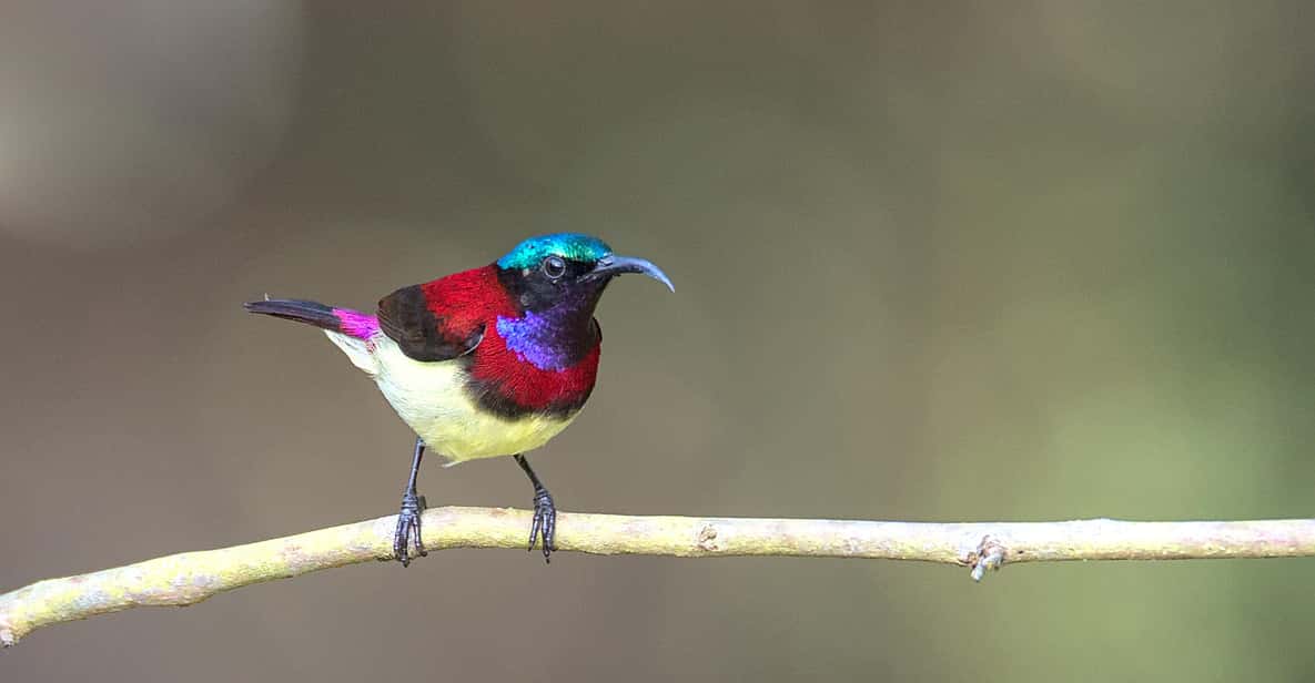 Munnar Birding and Bird Photography Trip | GetYourGuide