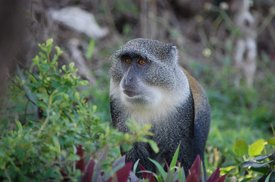 Jozani Forest Tour | GetYourGuide