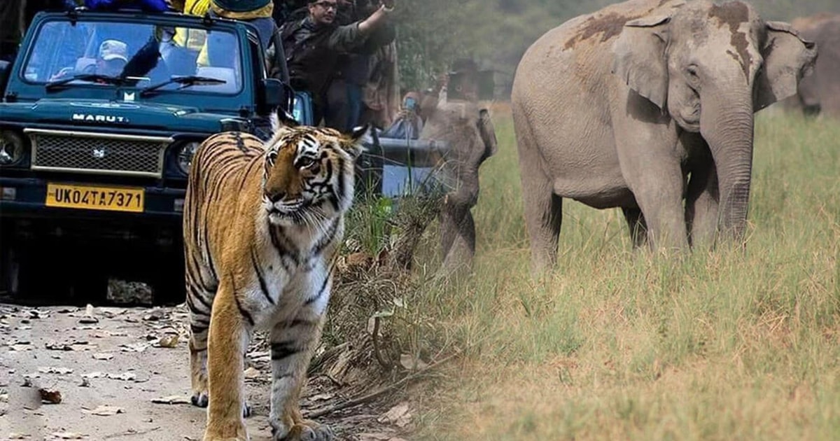 Safari de 5 días al Triángulo de Oro con el Parque Nacional de Jim ...