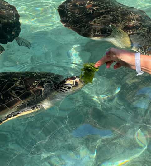 SALAAM CAVE SWIMMING WITH SEA TURTLES IN ZANZIBAR KIZIMKAZI | GetYourGuide
